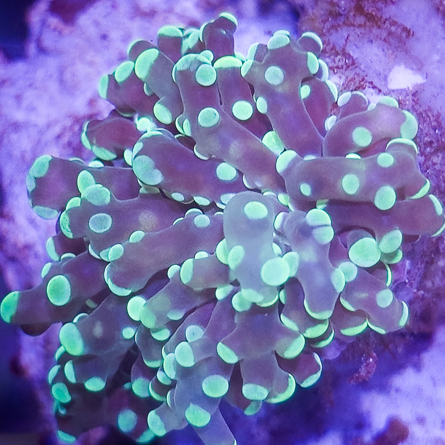 Frogspawn - Toxic Green - Branching – Ethical Aquatics Canada