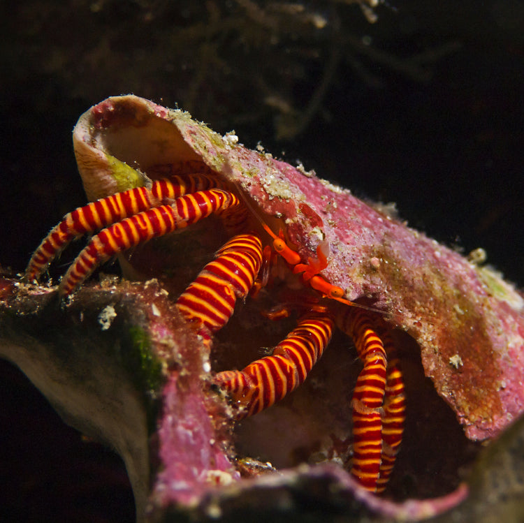 Crabs – Ethical Aquatics Canada