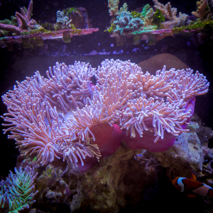 Magnificent Anemone - Ultra Red Base - Aquacultured – Ethical Aquatics ...