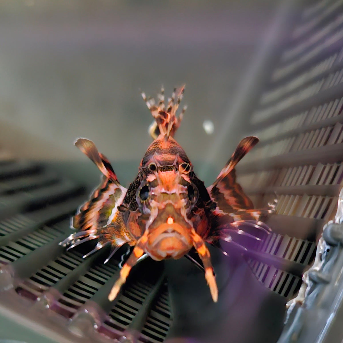 Fu Manchu Dwarf Lionfish – Ethical Aquatics Canada