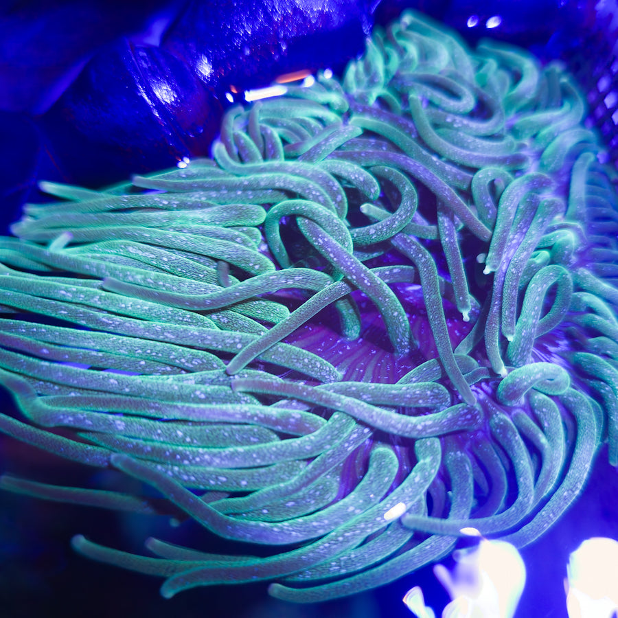 Bubble Tip Anemone - Acid Drop PURPLE BASE! – Ethical Aquatics Canada