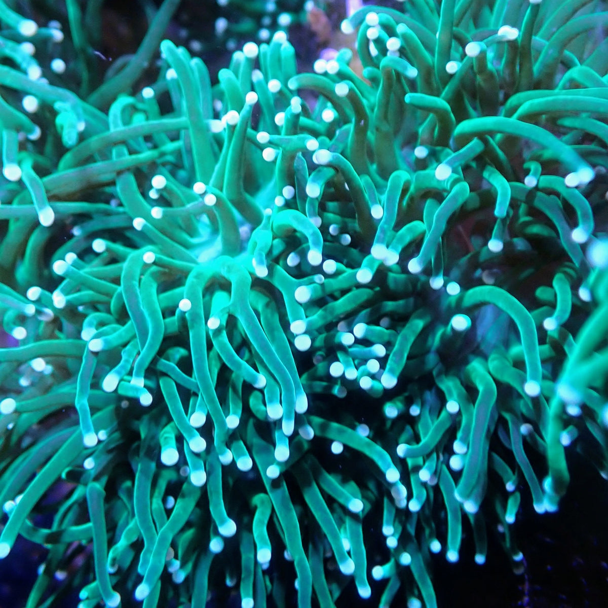 Torch - Neon Green – Ethical Aquatics Canada