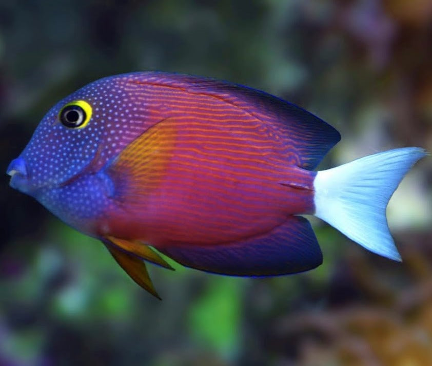 White Tail Bristletooth Tang – Ethical Aquatics Canada