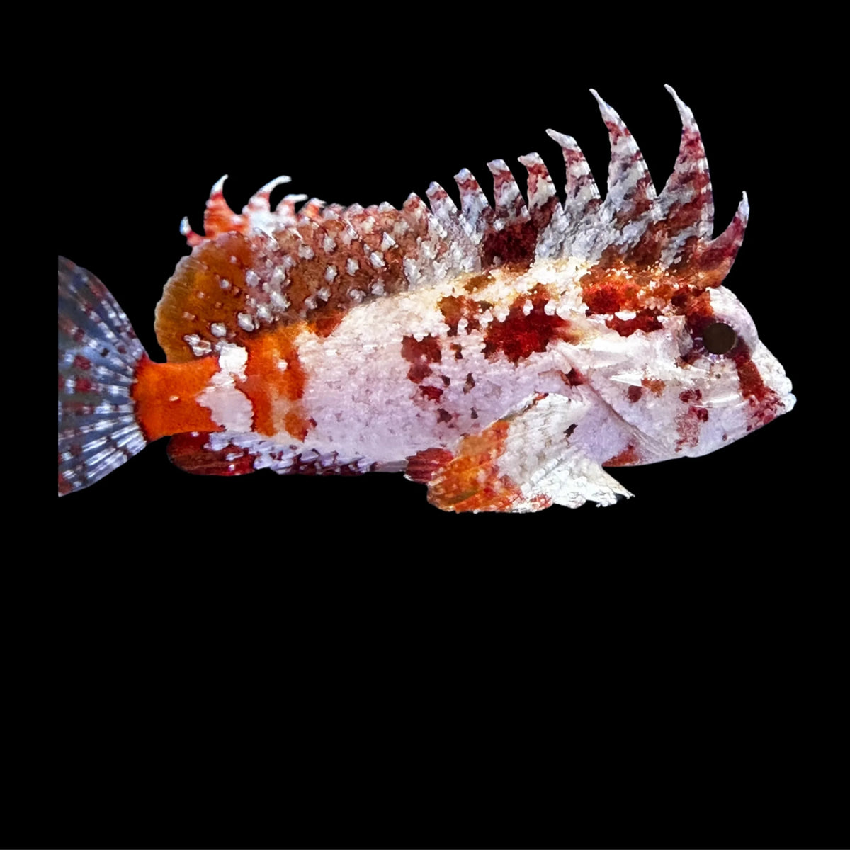 Red Rooster Pygmy Waspfish – Ethical Aquatics Canada