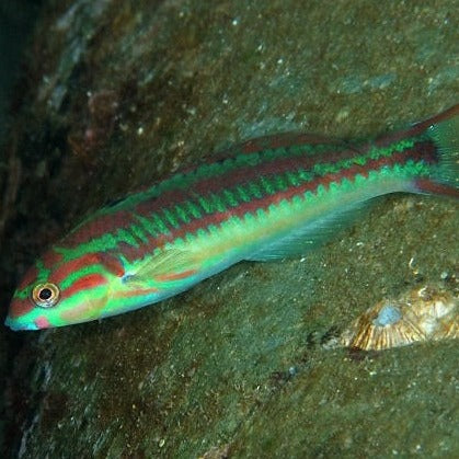 Pinkface Wrasse – Ethical Aquatics Canada