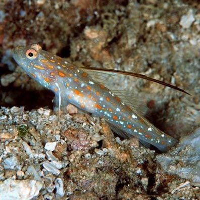 Tangaroa Goby – Ethical Aquatics Canada