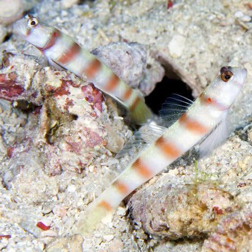 Steinitz Goby – Ethical Aquatics Canada
