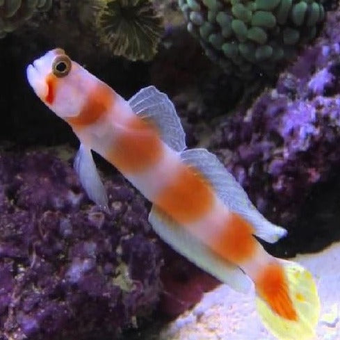 Pinkbar Aurora Shrimp Goby – Ethical Aquatics Canada