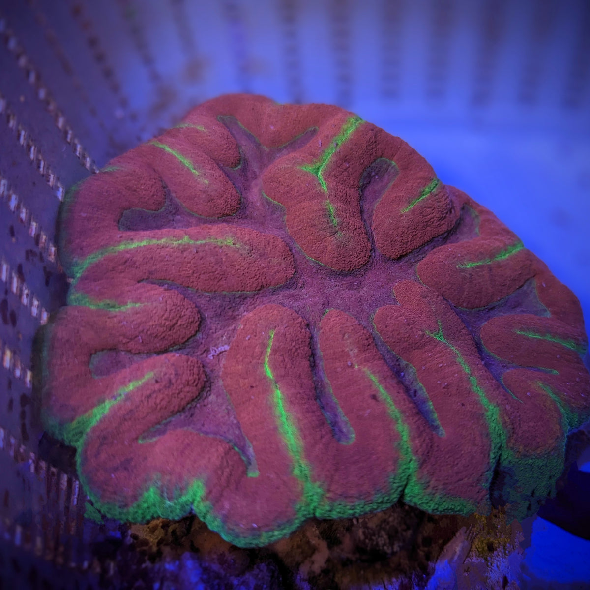 Symphyllia Ultra Rainbow Colony – Ethical Aquatics Canada