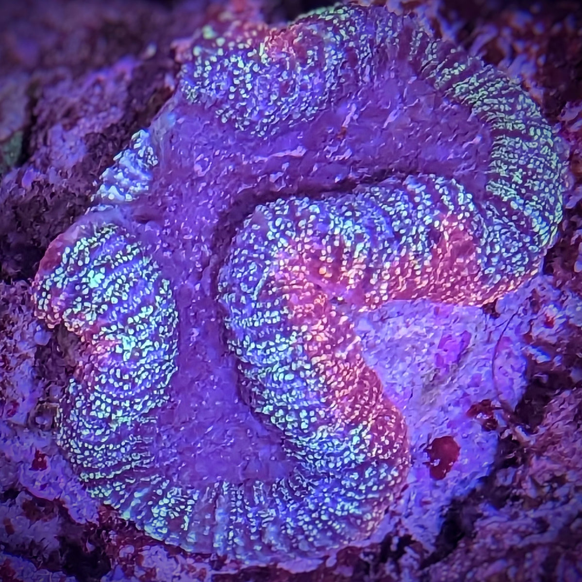 Lobophyllia - Ultra Rainbow – Ethical Aquatics Canada