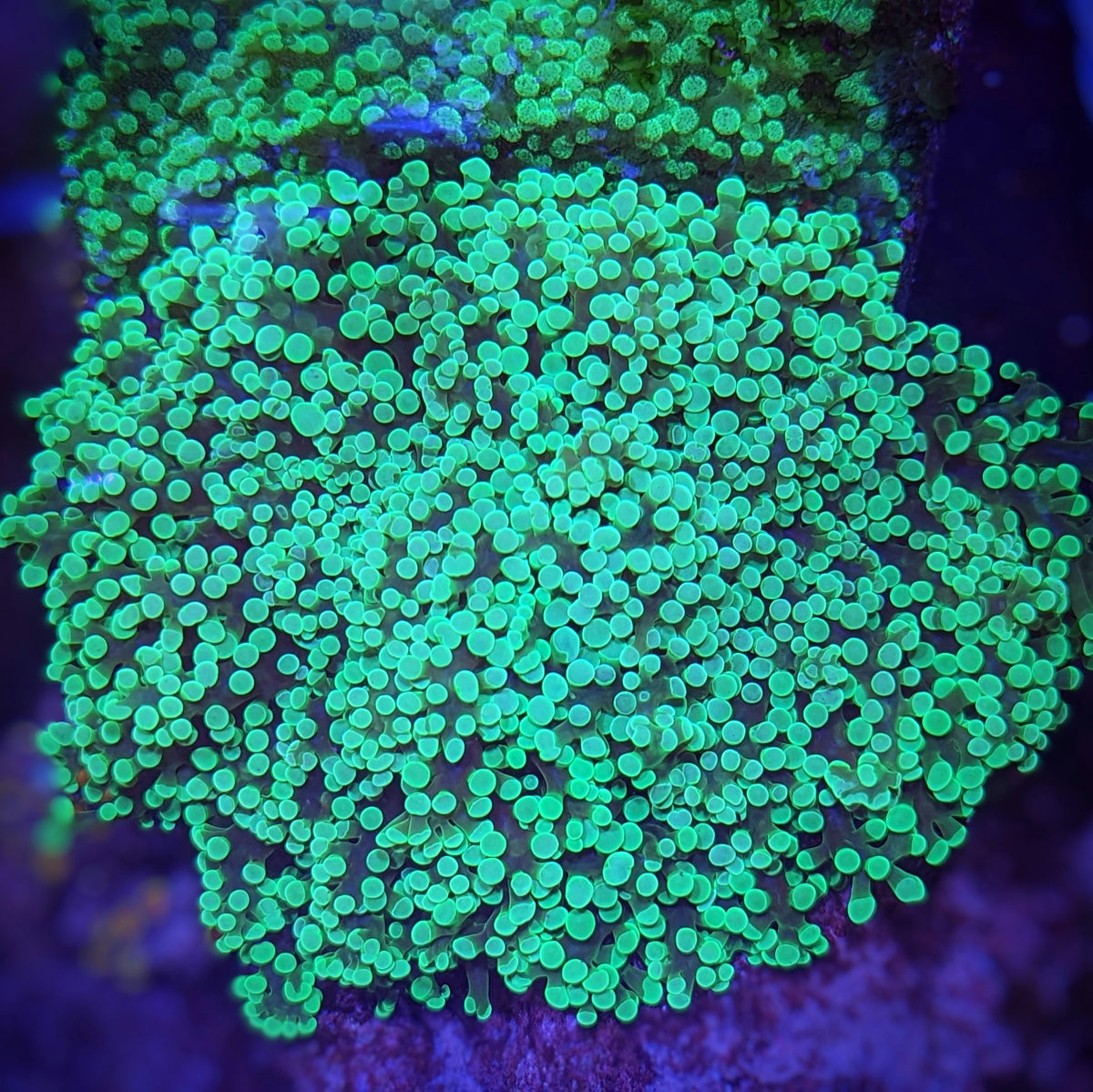 Frogspawn - Ultra Green XL Colony – Ethical Aquatics Canada