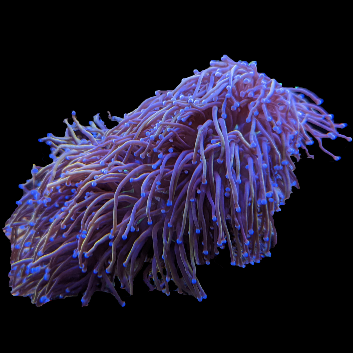 Torch Coral - Indo Gold with Metallic Green Base and Blue Tips ...