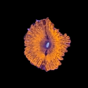 Zoa - Ultra Glowing Orange – Ethical Aquatics Canada