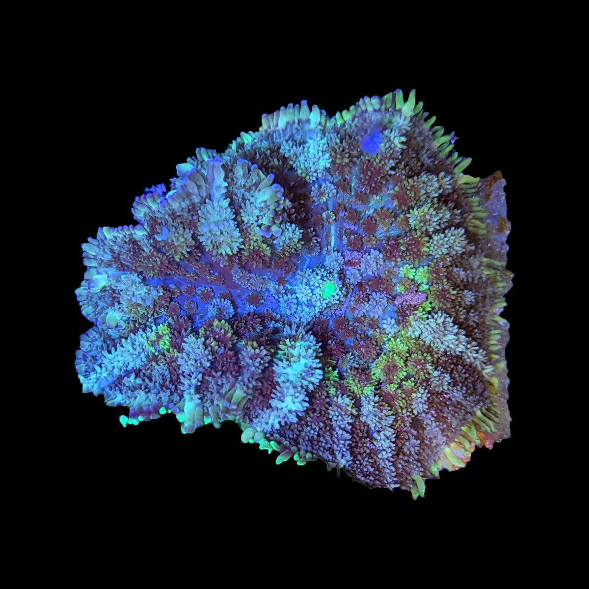 Mushroom - Fuzzy Rhodactis – Ethical Aquatics Canada