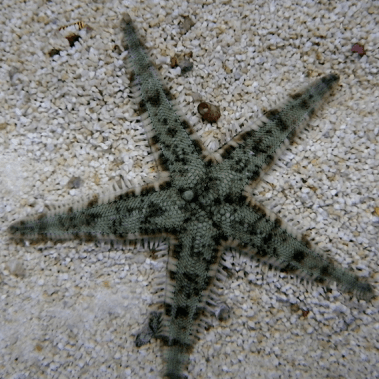 Sand Sifting Star – Ethical Aquatics Canada