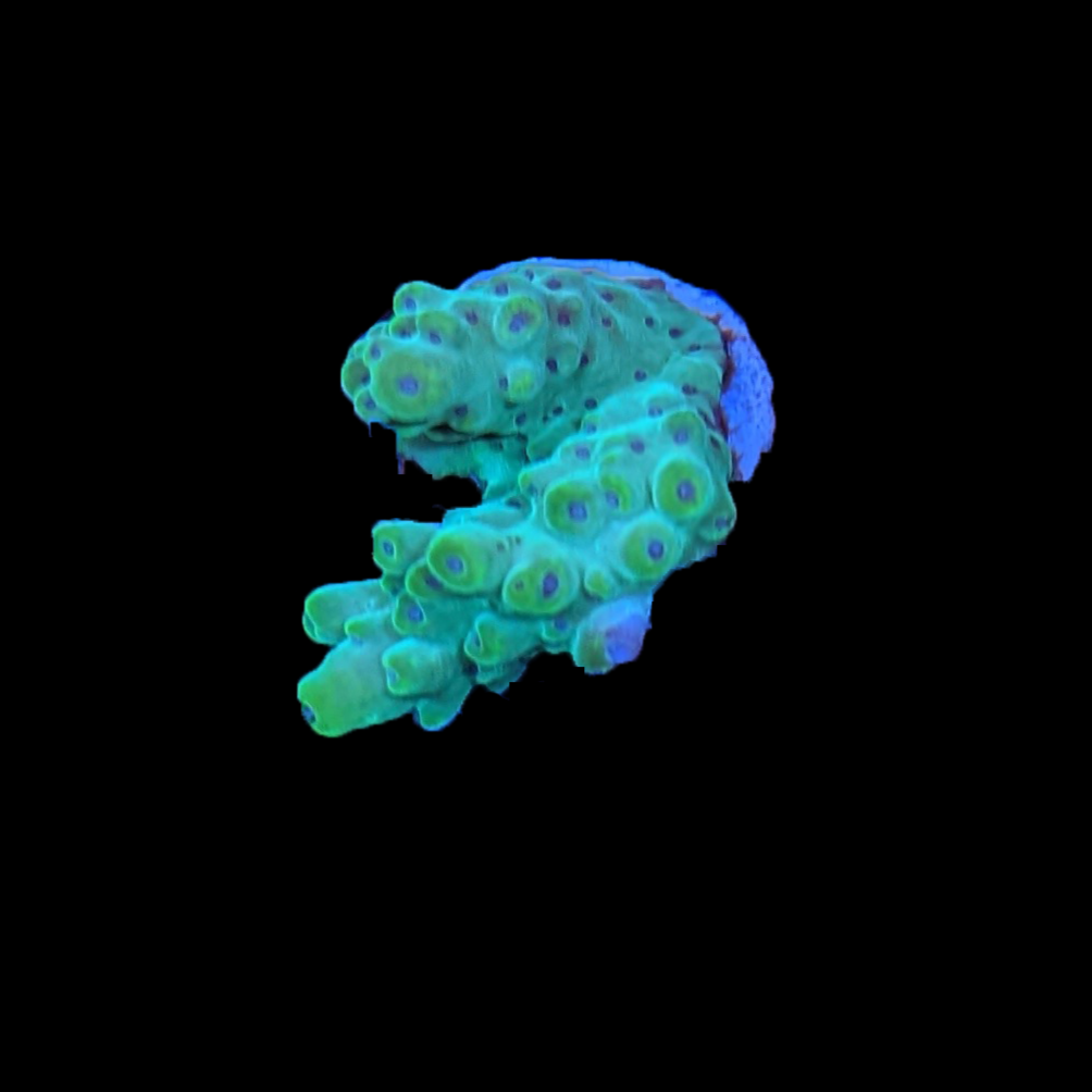Acropora sp. - Ultra Metallic Green with Blue Polyps – Ethical Aquatics ...