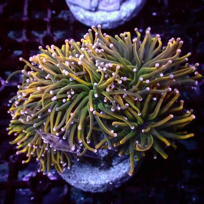 Rapunzel Torch – Ethical Aquatics Canada