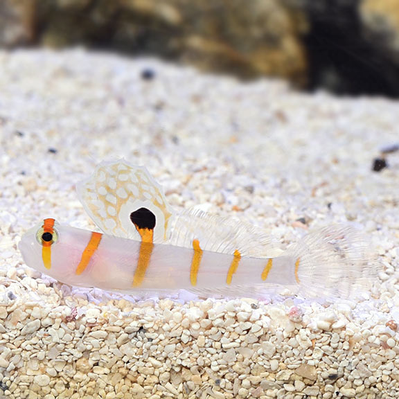 Orange Striped Shrimp Goby – Ethical Aquatics Canada